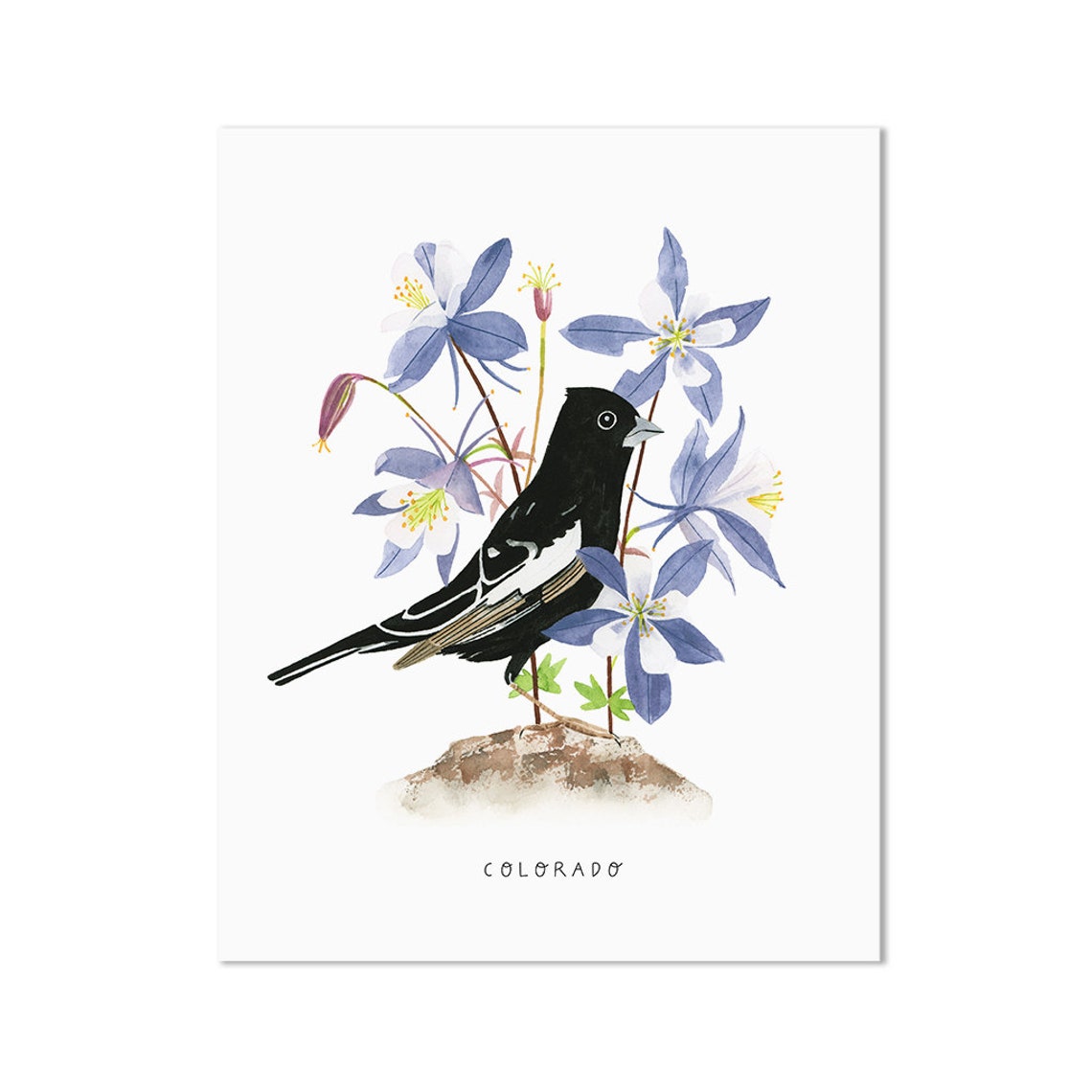 Colorado Lark Bunting Art Print | Columbine State Flower Watercolor - Etsy