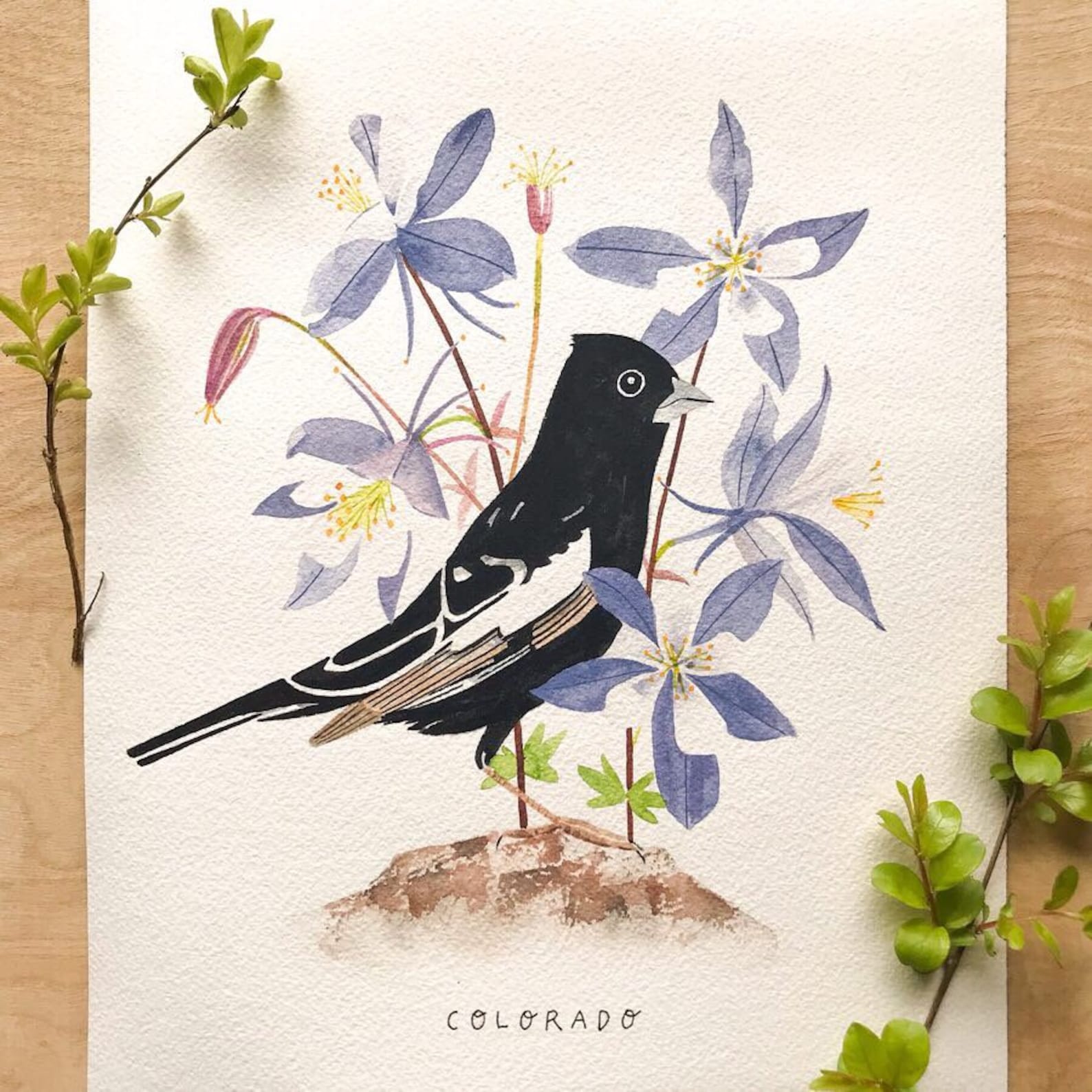 Colorado Lark Bunting Art Print | Columbine State Flower Watercolor - Etsy