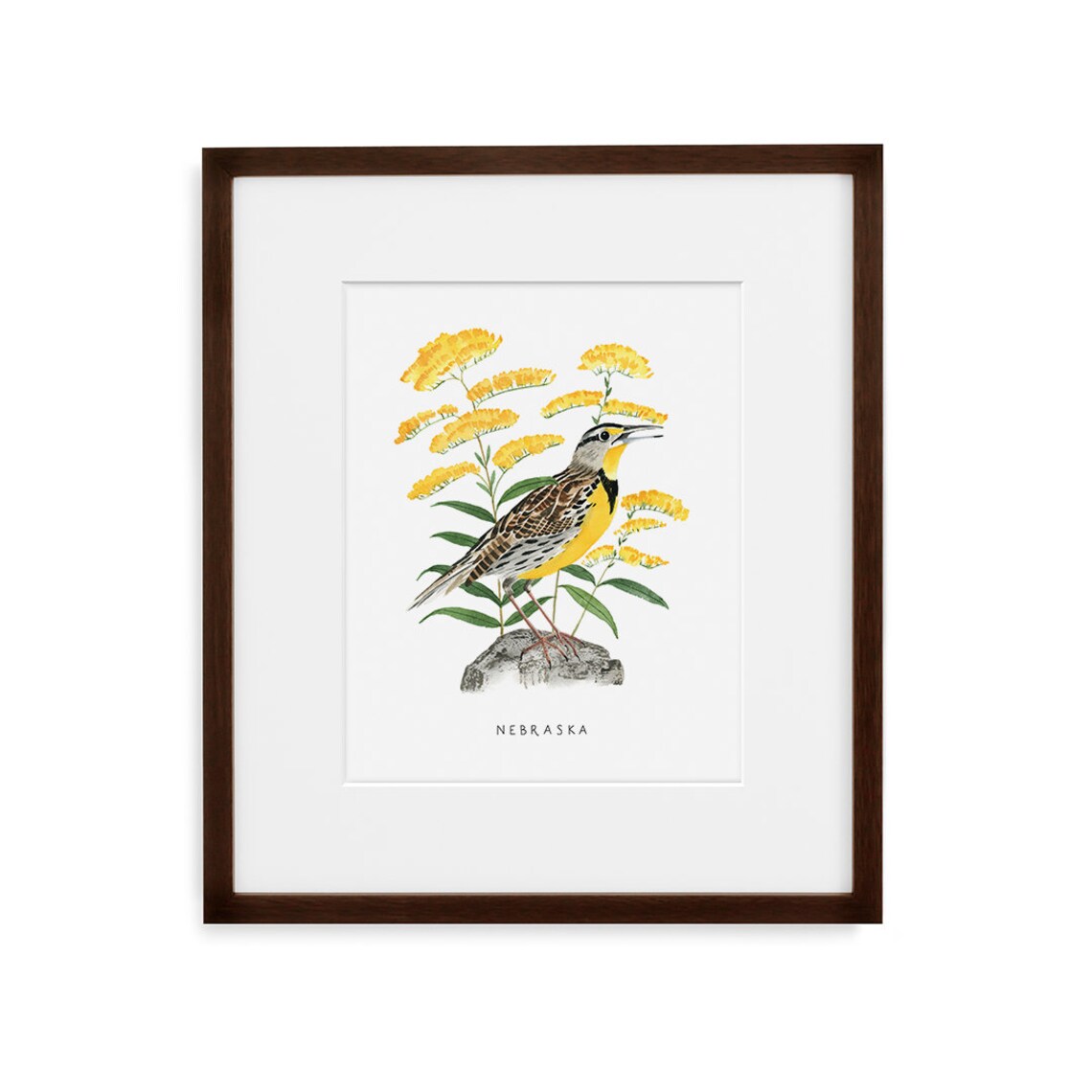 Nebraska State Bird Art Print | Meadowlark and Goldenrod Watercolor - Etsy
