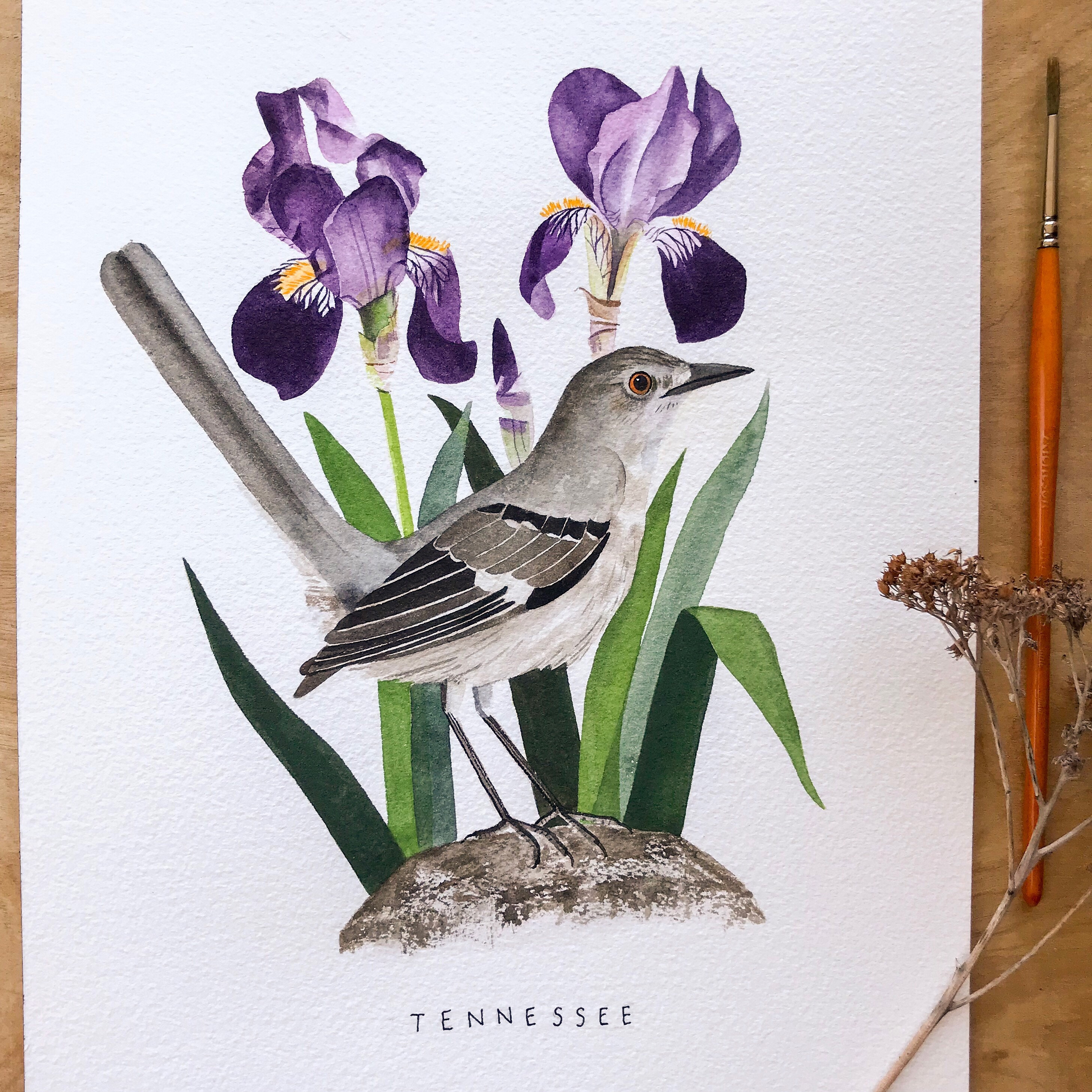 Tennessee State Bird Art Print Tennessee Mockingbird and - Etsy