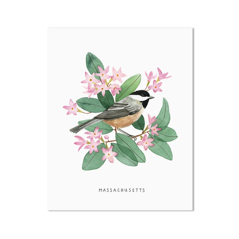 Massachusetts State Bird Art Print | Massachusetts Chickadee and ...