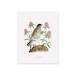 Vermont State Bird Art Print | Vermont Hermit Thrush and Red Clover ...