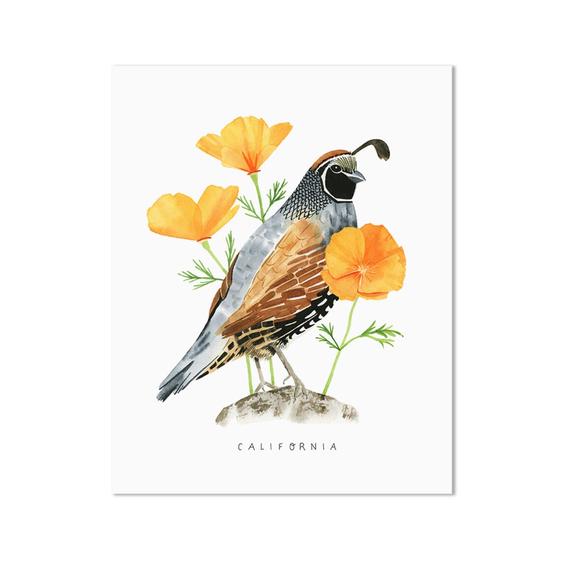 California Quail Art Print | Watercolor State Bird & Poppies - Etsy
