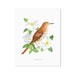 Georgia State Bird Art Print | Georgia Brown Thrasher and Cherokee Rose ...