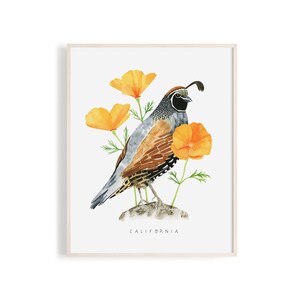 California Quail Art Print | Watercolor State Bird & Poppies - Etsy