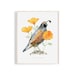 California State Bird Art Print | Cal Valley Quail and California ...