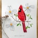 North Carolina State Bird Art Print | North Carolina Cardinal and ...