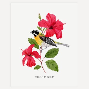 Puerto Rican Spindalis & Hibiscus Watercolor Art Print - Etsy