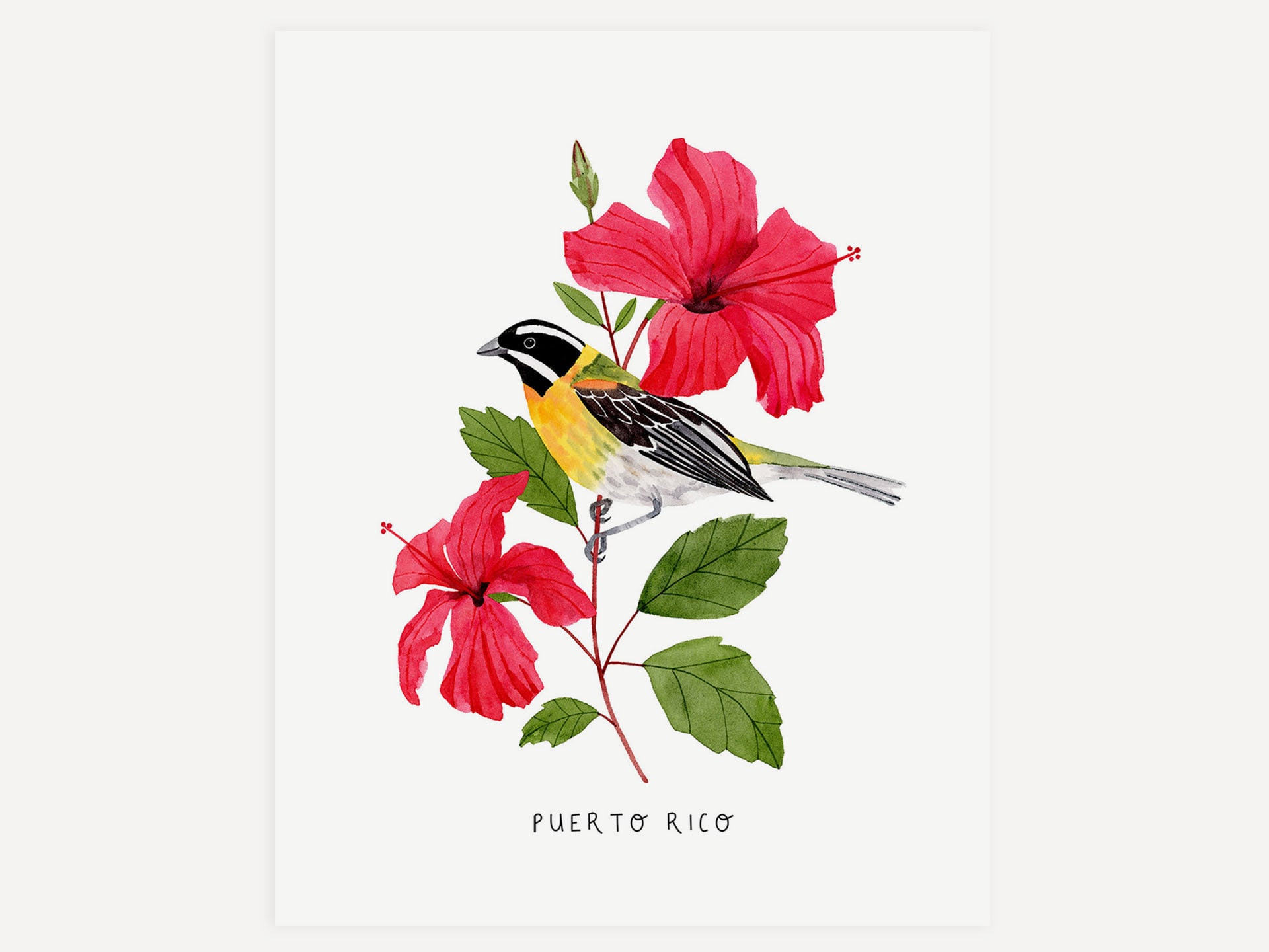 Puerto Rico State Flower
