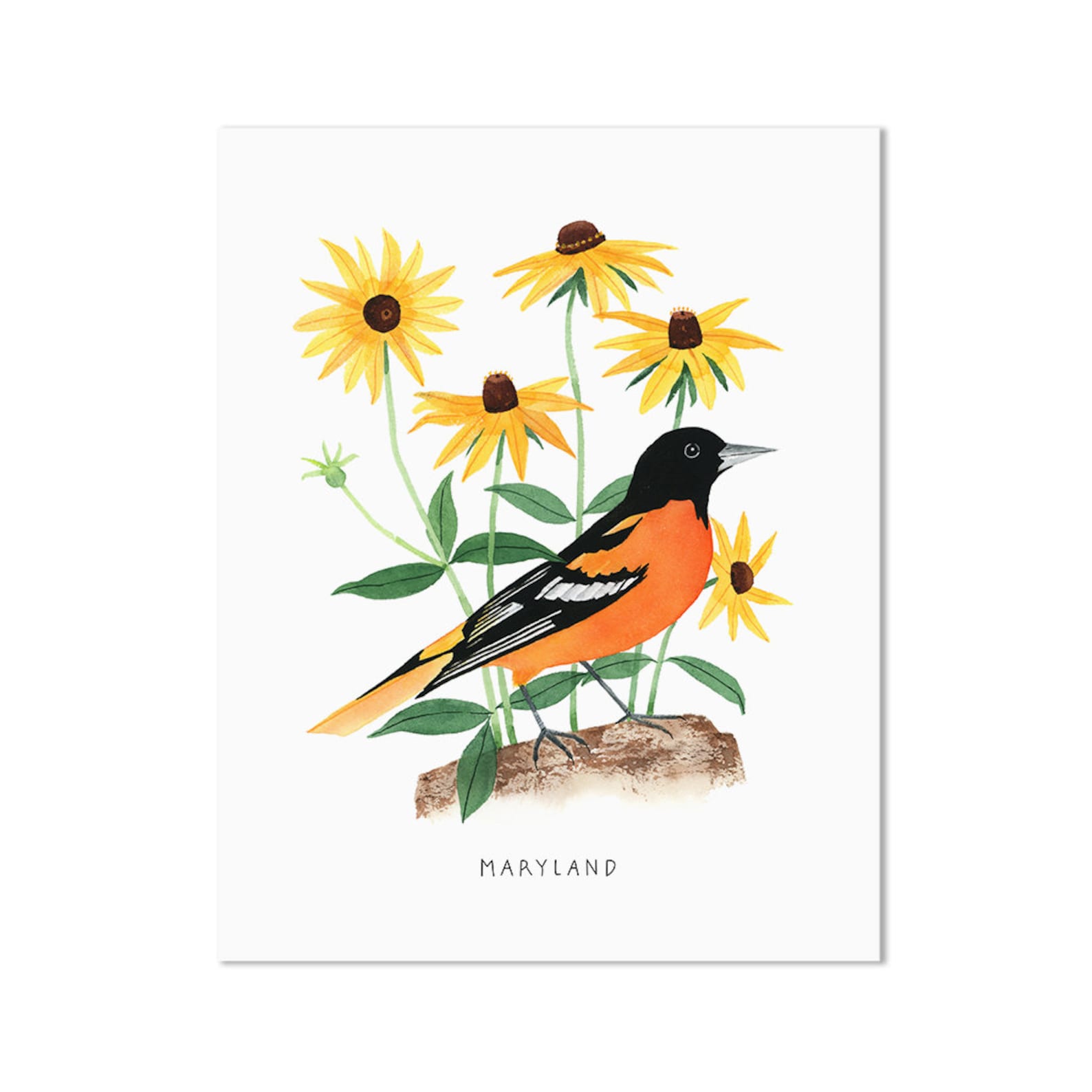 Maryland State Bird Art Print | Maryland Oriole and Black-eyed Susan ...
