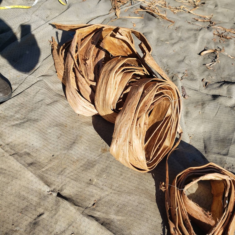 Birch Bark Strips - Etsy