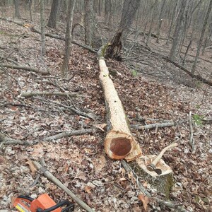 Slippery Elm Bark Fresh, Clean, and Dried. - Etsy