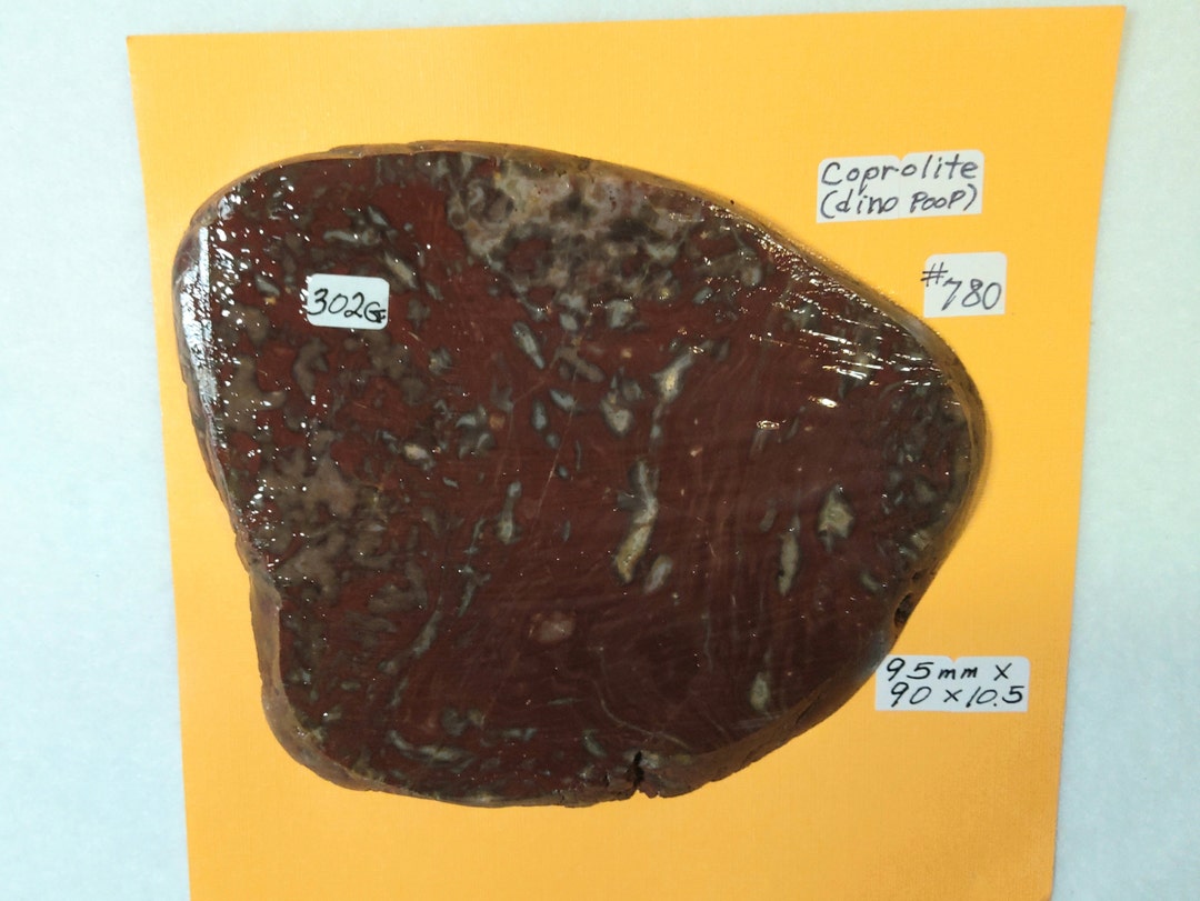 Dinosaur Poop, Coprolite, Coprolite Slab for Cabochons, Jewelry Making ...