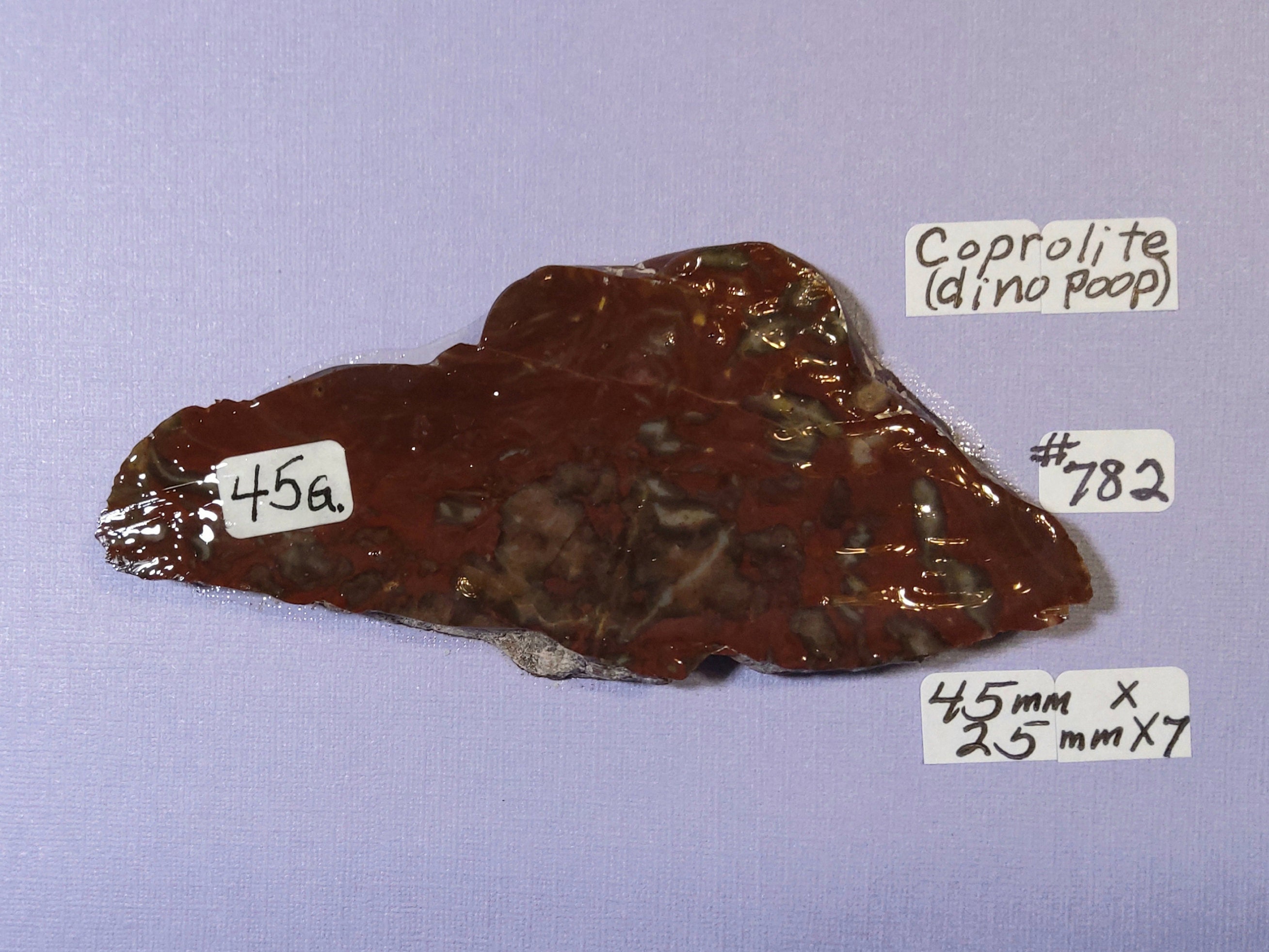 Dinosaur Poop, Coprolite, Coprolite Slab for Cabochons, Jewelry Making ...