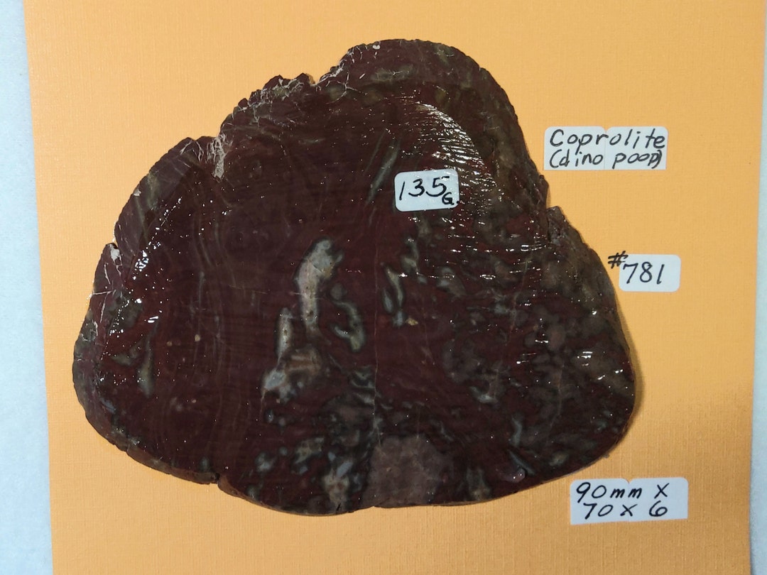 Dinosaur Poop, Coprolite, Coprolite Slab for Cabochons, Jewelry Making ...