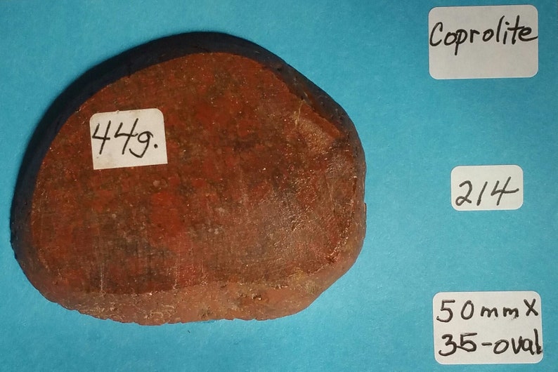 Dinosaur Poop Coprolite Coprolite Slab for Cabochons | Etsy