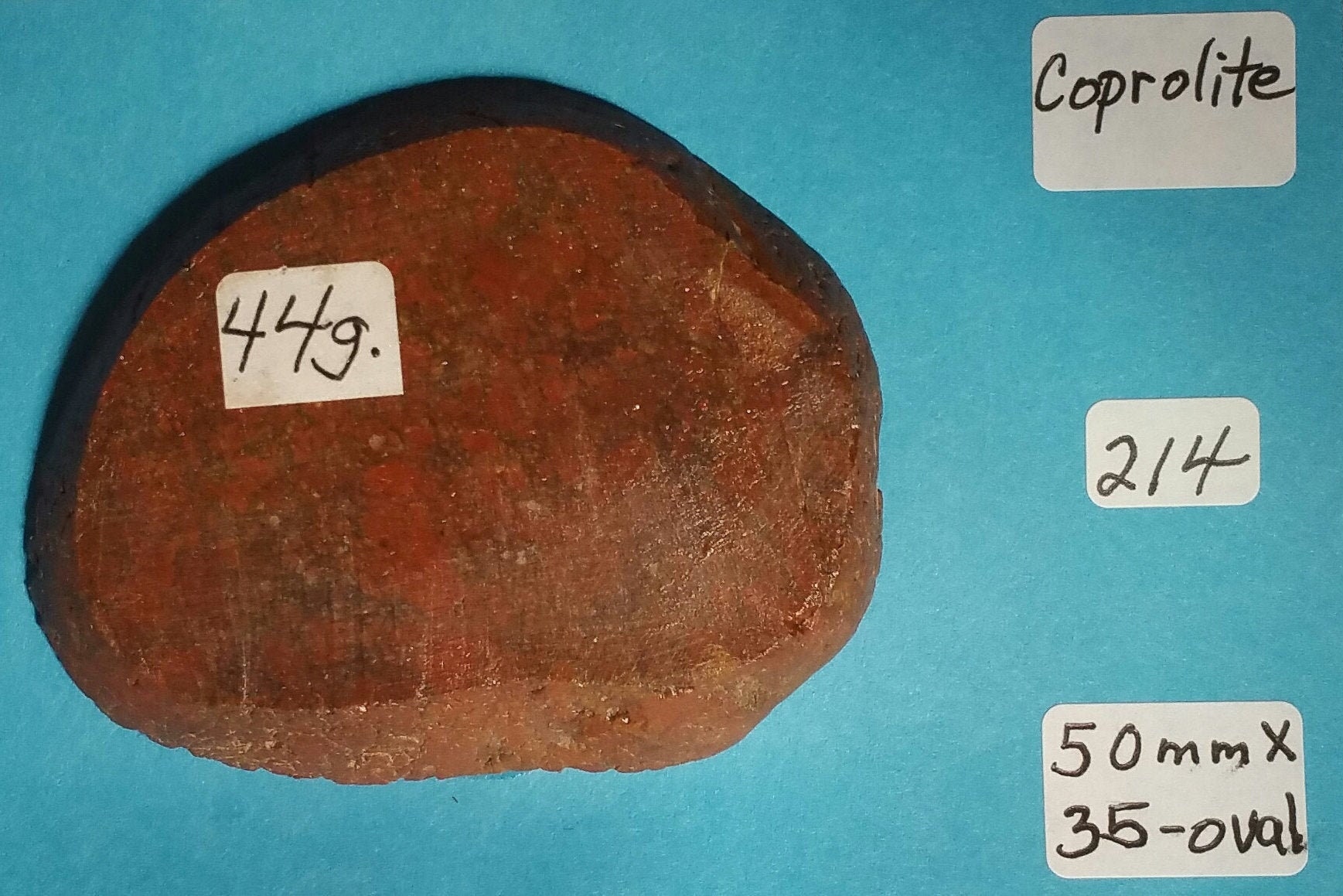 Dinosaur Poop Coprolite Coprolite Slab for Cabochons - Etsy