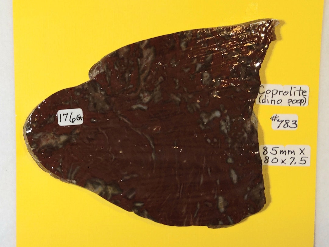 Dinosaur Poop, Coprolite, Coprolite Slab for Cabochons, Jewelry Making ...
