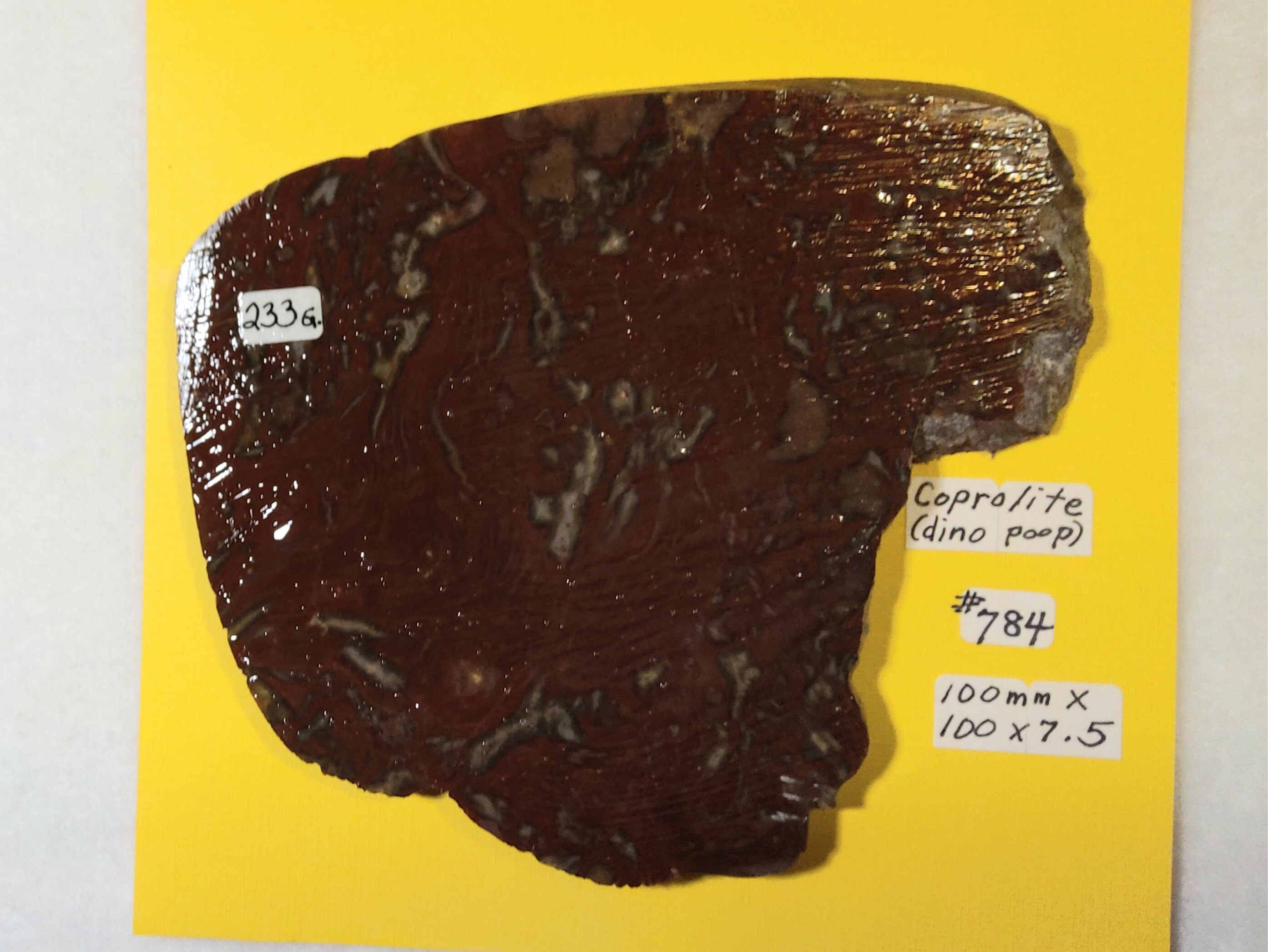 Dinosaur Poop Coprolite Coprolite Slab for Cabochons | Etsy