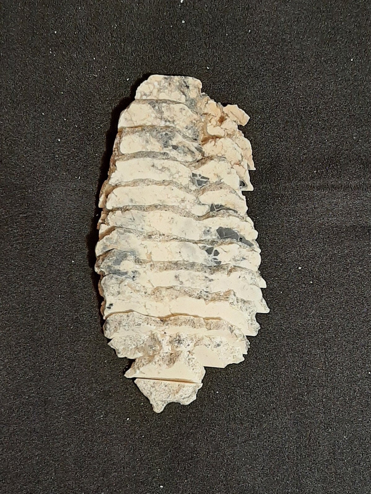 Rough White Buffalo, White Buffalo Slab For Cabochons, Jewelry Making ...