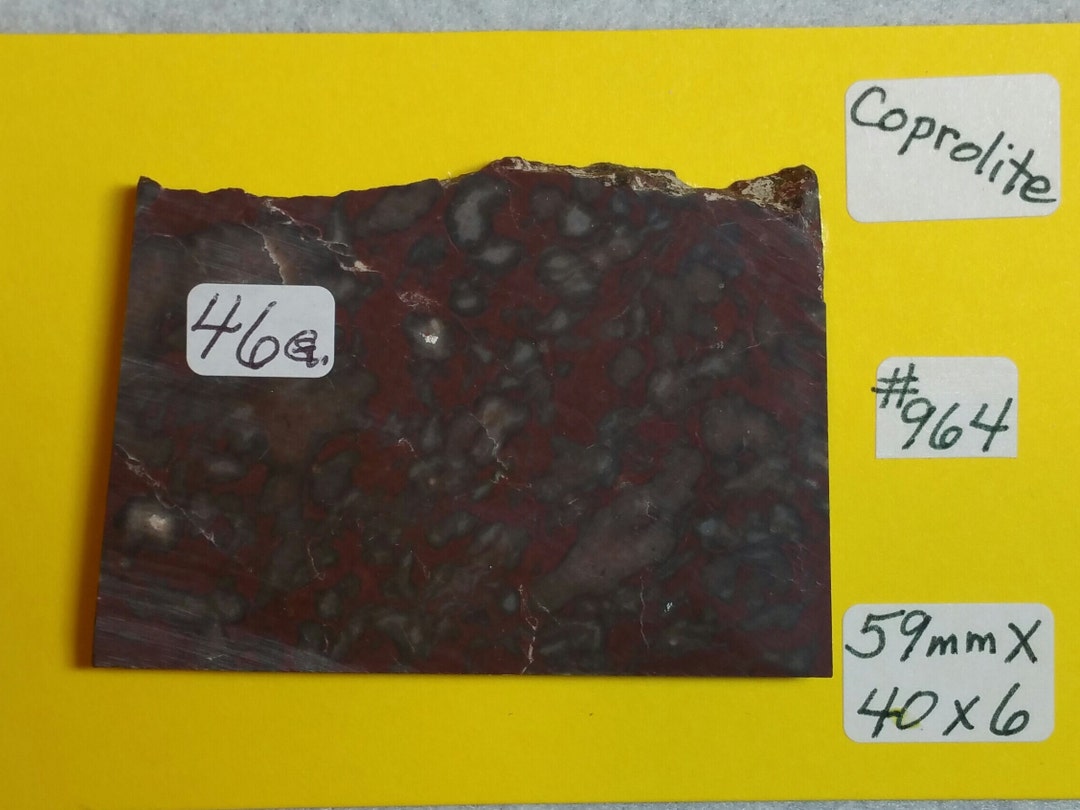 Dinosaur Poop, Coprolite, Coprolite Slab for Cabochons, Jewelry Making ...