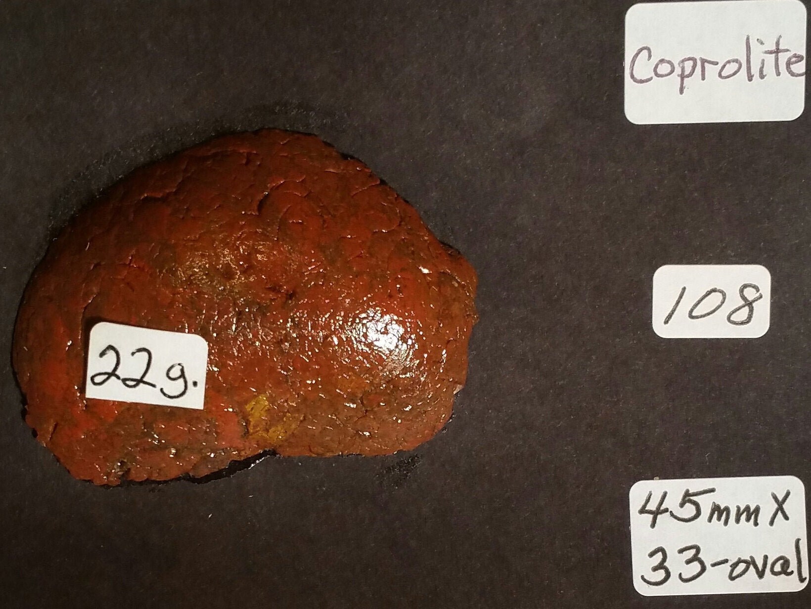 Dinosaur Poop, Coprolite, Coprolite Slab for Cabochons, Jewelry Making ...