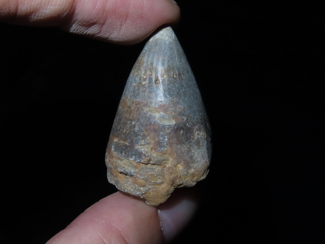 Old Cambodia Buddhist Tooth Shaped Cave Relic Fossil IX - Etsy
