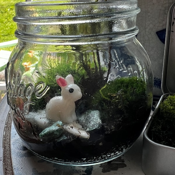 Terrarium - Etsy