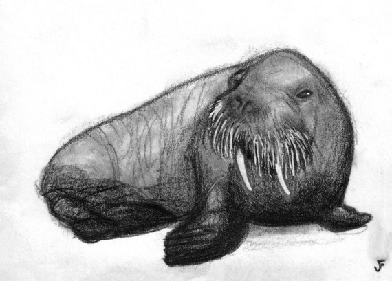 Walrus Pencil Drawing