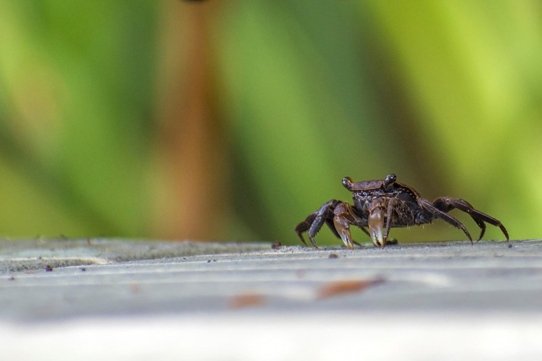 Little Brown Crab Fort Clinch State Park - Etsy
