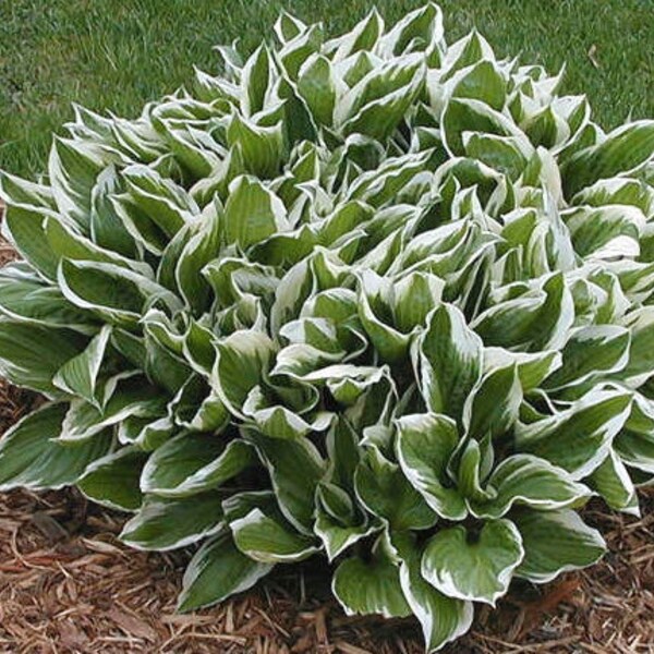 Hosta - Etsy
