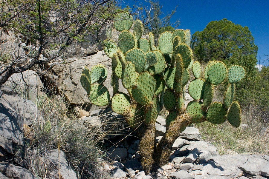 Pancake Prickly Pear Cactus