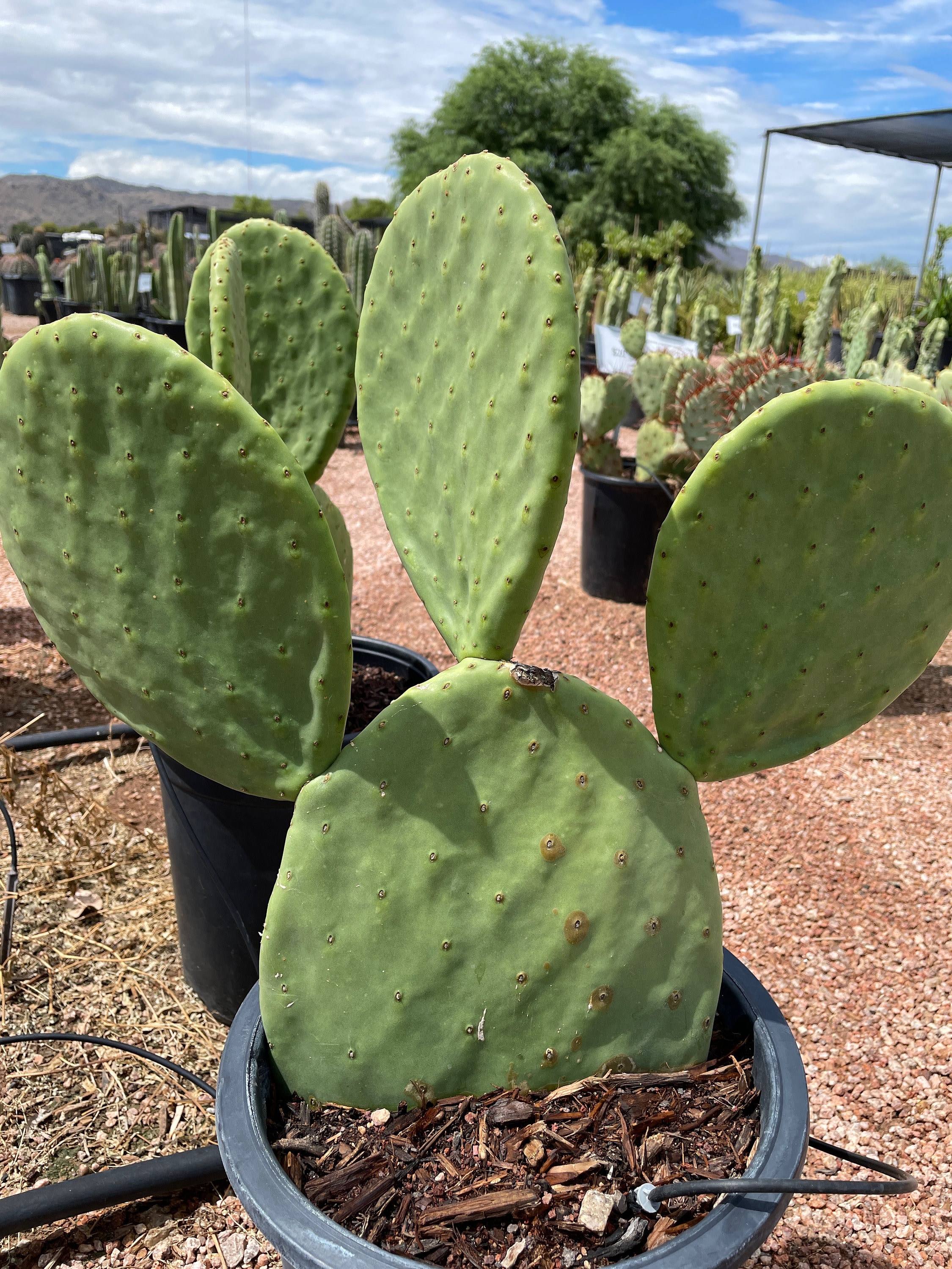 Nopales Cactus Flower