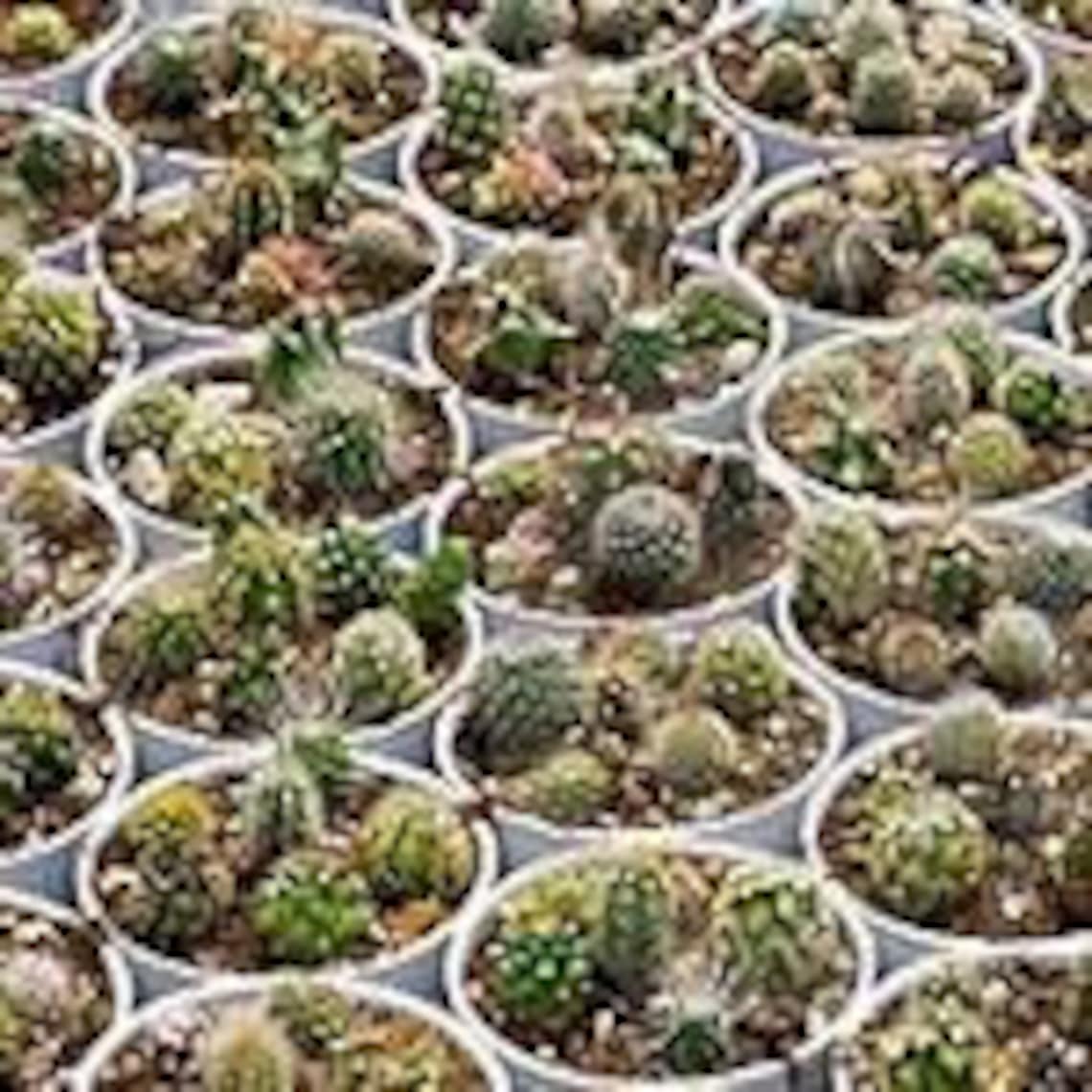 Cactus Seed Varieties Mix - Etsy