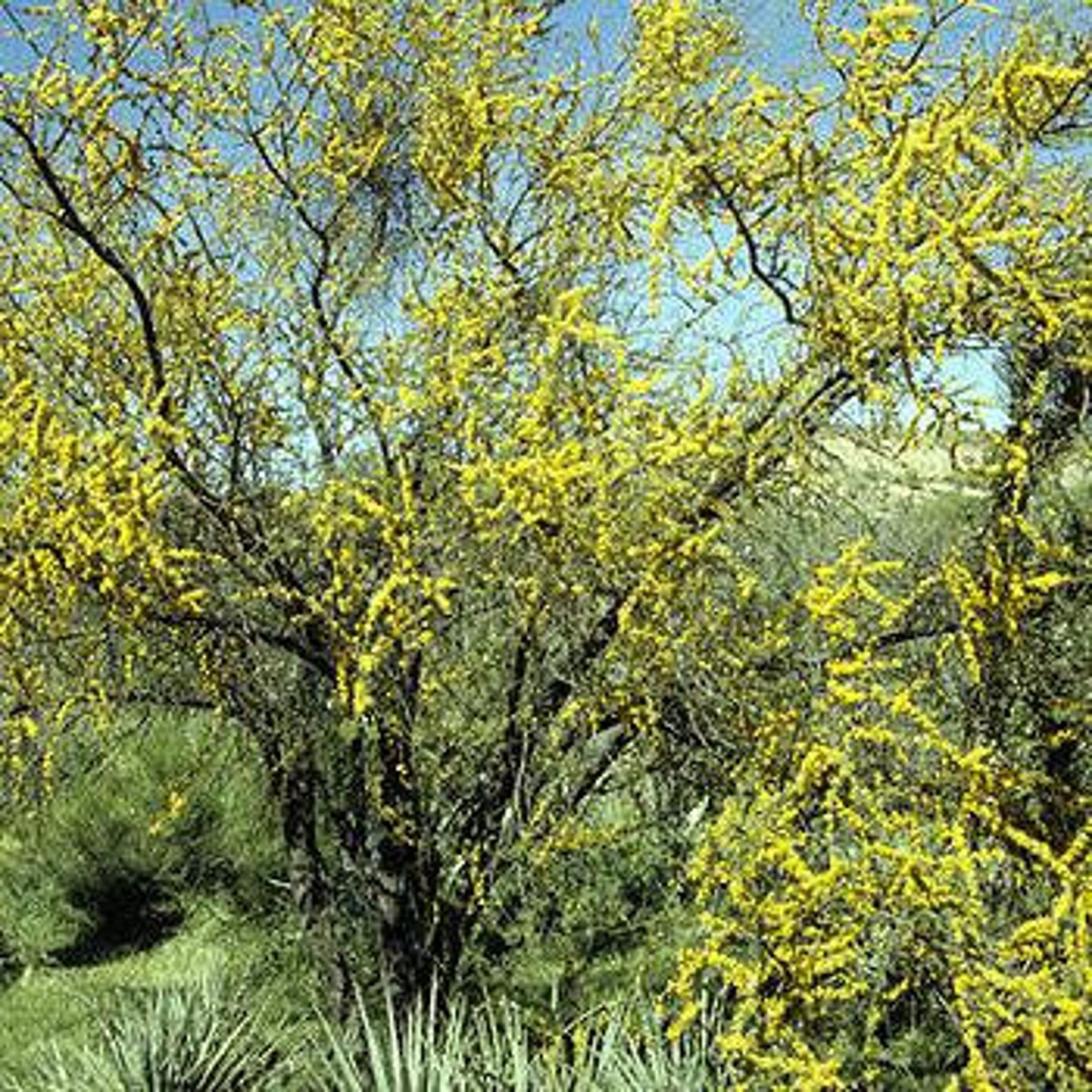 Acacia Tree Seed Assortment 10 Diff. Packs of 25 Seeds Ea. - Etsy