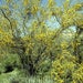 Acacia Tree Seed Assortment 10 Diff. Packs of 25 Seeds Ea. - Etsy