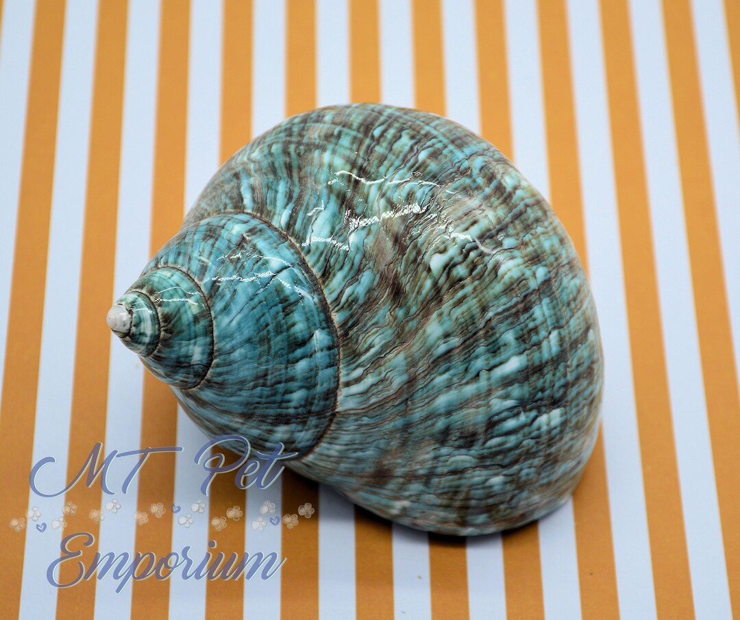 1.70 Opening Extra Large Turbo Hermit Crab Shell - Etsy