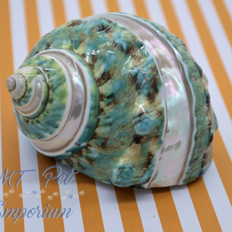 Hermit Crab Shell - Etsy