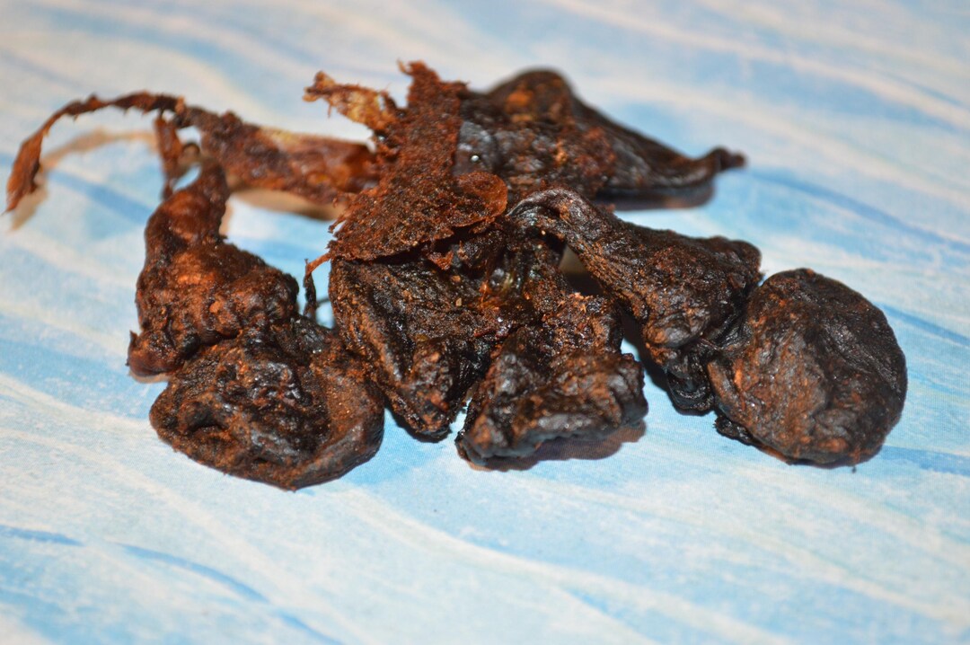 Carp Liver and Hearts - Hermit Crab Food - Etsy