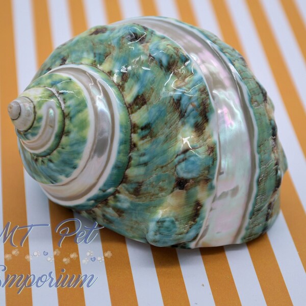 Extra Large Hermit Crab Turbo Shells - Etsy