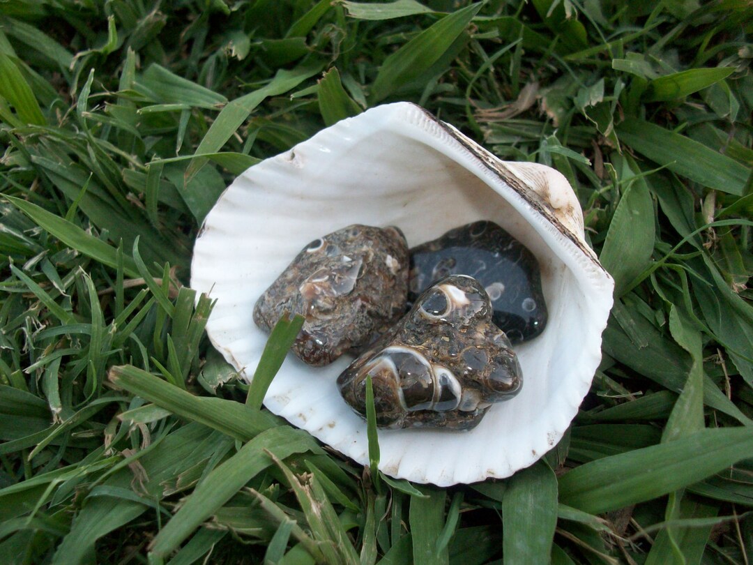 Turritella Agate Tumbled Stones - Etsy