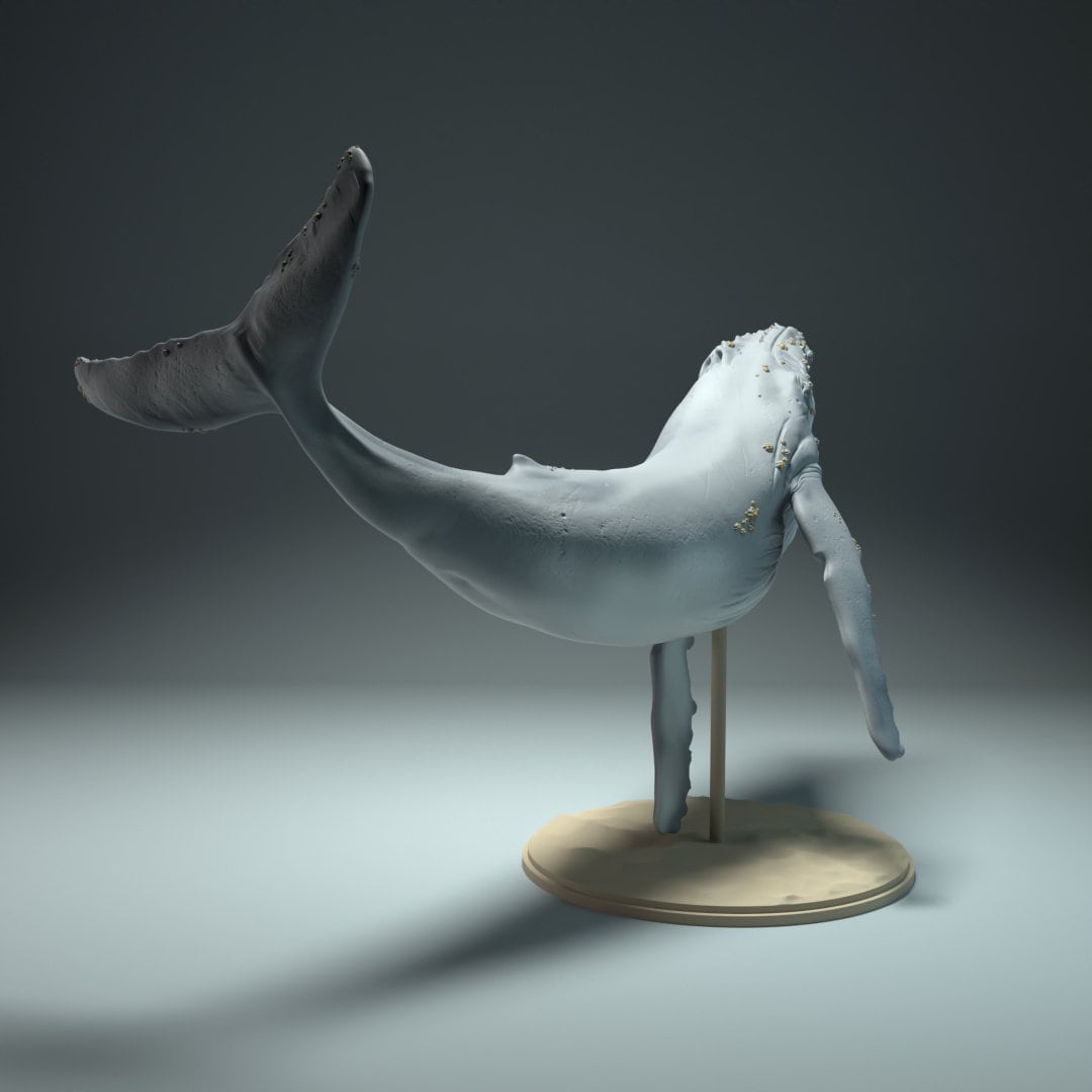 Humpback Whale 1:100 Scale Model by Animal Den | Unpainted | Print on ...