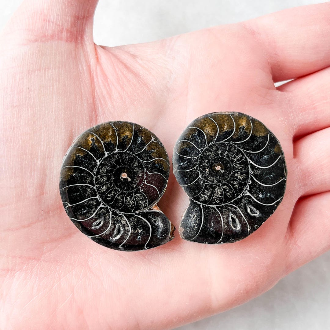 Small Black Ammonite Fossil Pair - A Quality Split Specimen Jewelry ...