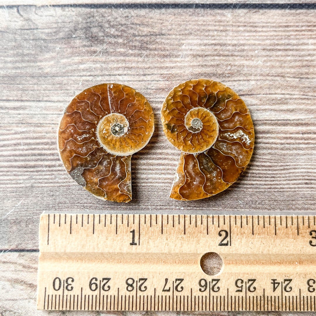 Small Ammonite Fossil Pair - A Quality Split Specimen Jewelry Supply ...