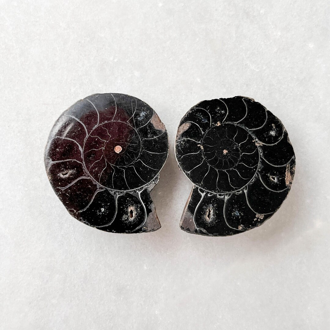 Small Black Ammonite Fossil Pair - A Quality Split Specimen Jewelry ...