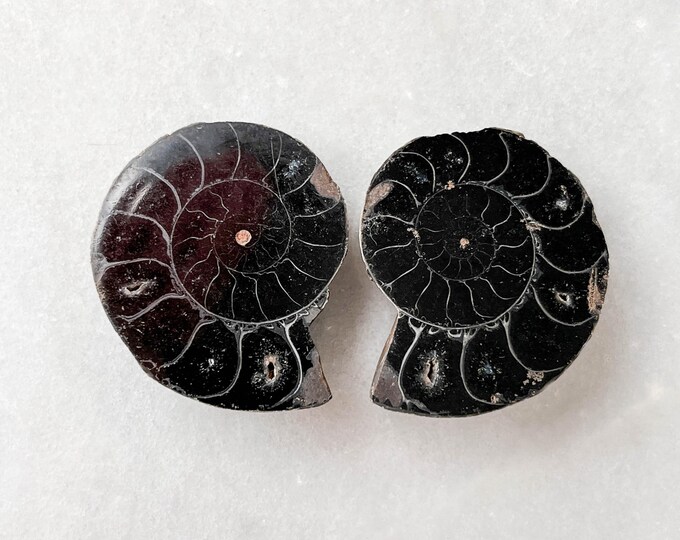 Small Black Ammonite Fossil Pair - A Quality Split Specimen Jewelry ...