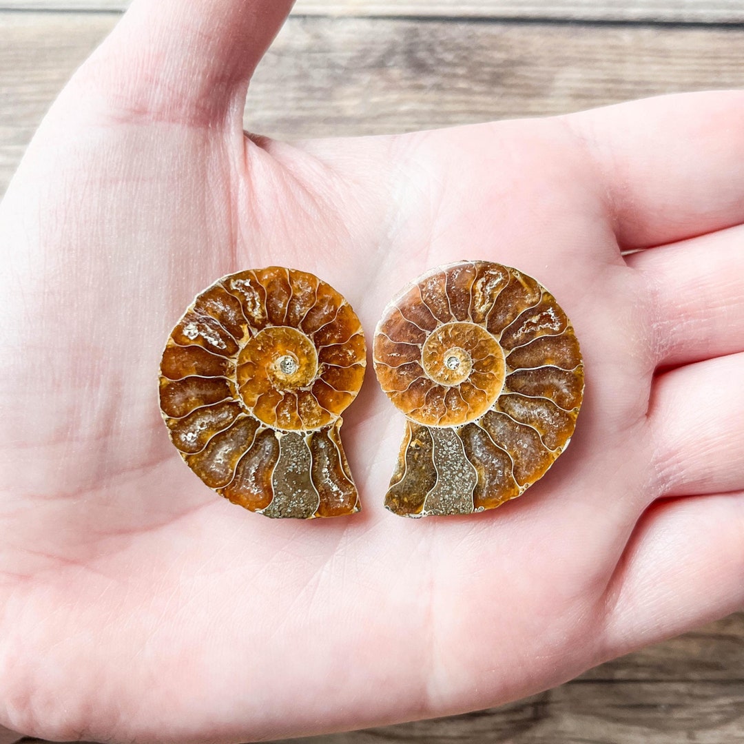 Small Ammonite Fossil Pair - A Quality Split Specimen Jewelry Supply ...