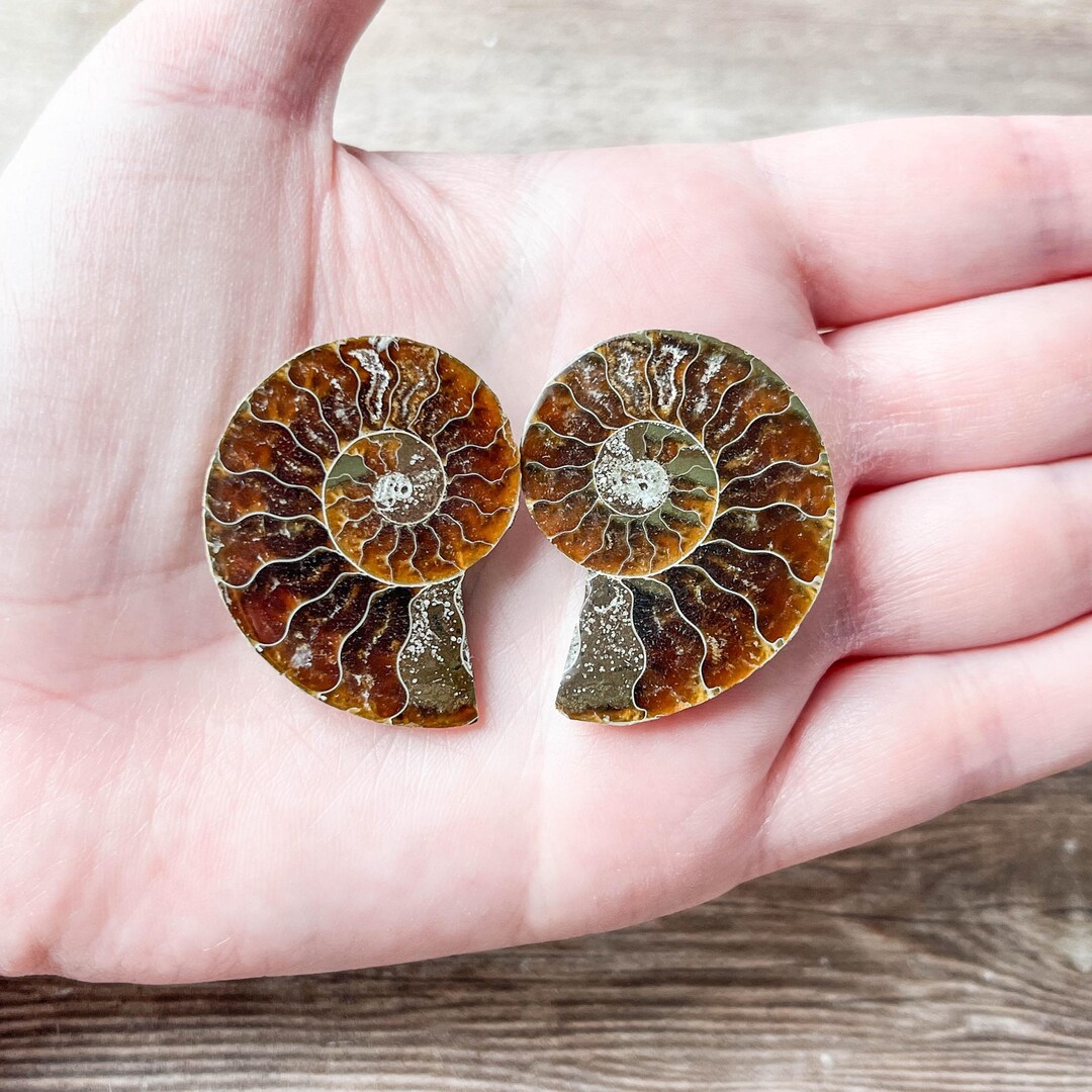 Small Ammonite Fossil Pair - A Quality Split Specimen Jewelry Supply ...