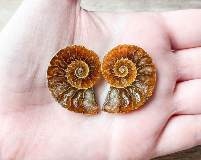 Small Ammonite Fossil Pair - A Quality Split Specimen Jewelry Supply ...