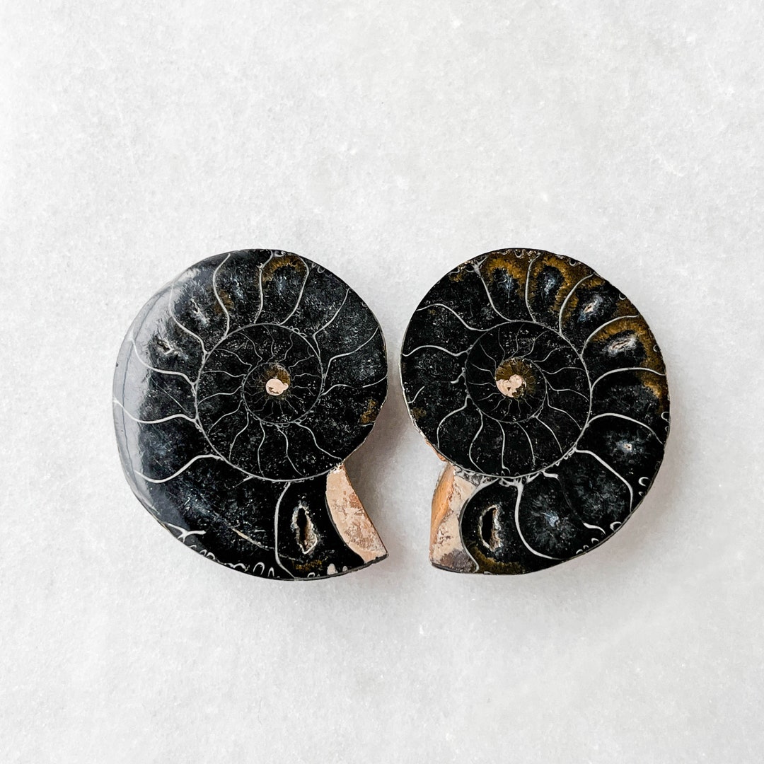 Small Black Ammonite Fossil Pair A Quality Split Specimen Jewelry ...